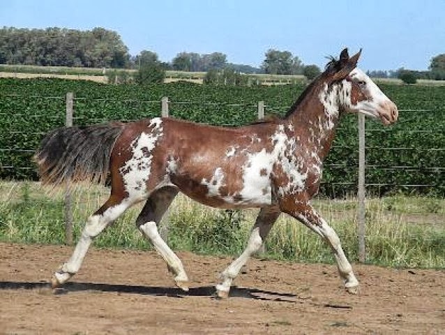 Los Caballos: Pelajes: Overo