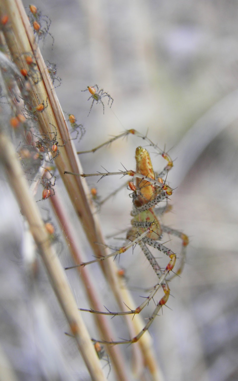Arizona: Beetles, Bugs, Birds and more: Egg Sacks and Gossamer Showers
