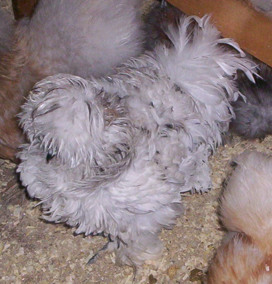 California Country Ranch: Sizzle Chickens - Updated Pictures Below