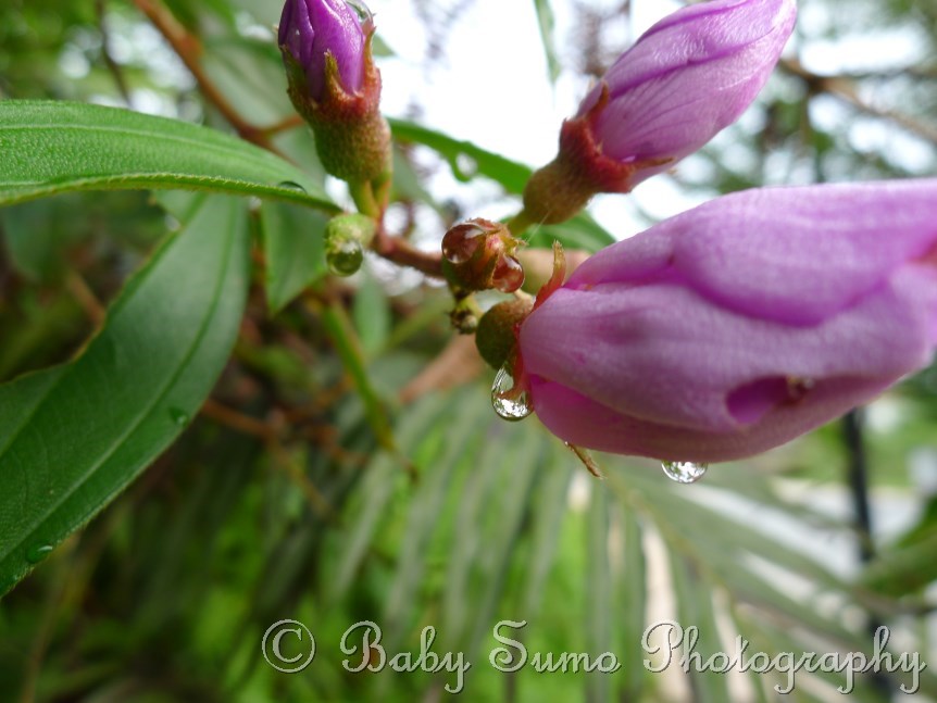 Baby Sumo Photography: Bunga senduduk ungu (kuduk-kuduk) - KL, Malaysia
