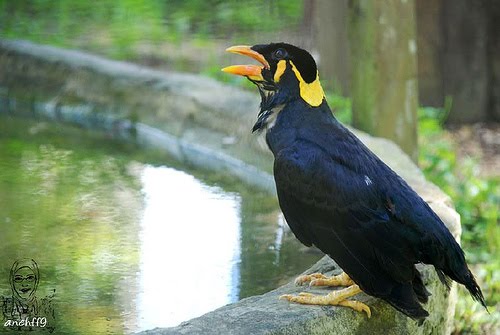 What bebird making this sound