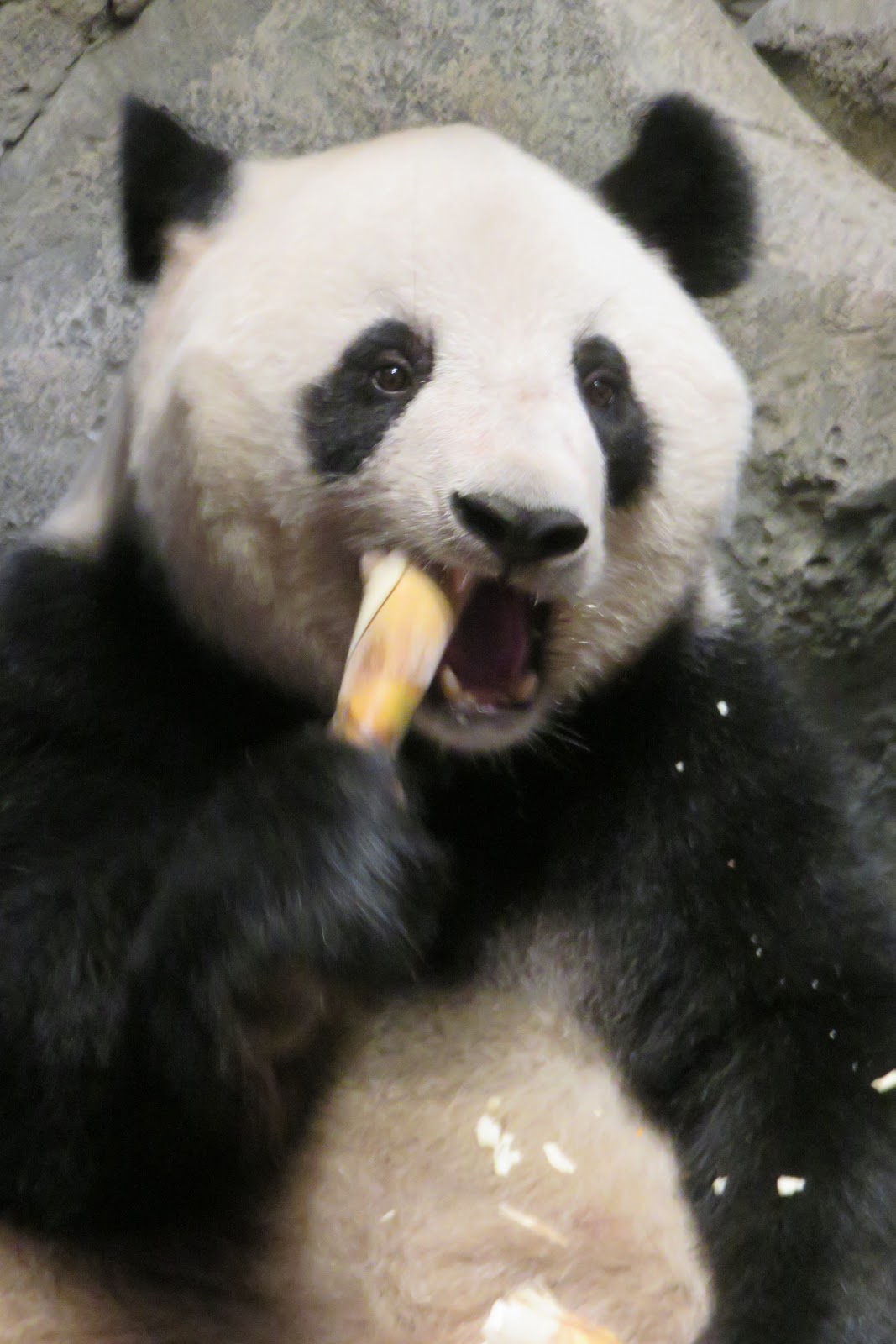 Kee Hua Chee Live!: AMBER CHIA BRINGS HER PARENTS CHIA HUN POY AND CHUA ...