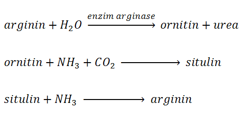 Hati Sebagai Organ Ekskresi Manusia - aSaL uSiL