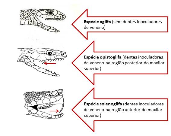 CLUBE DE CIÊNCIAS DA NATUREZA: Cobra-de-água-de-colar