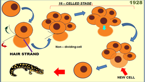 Tranquil science...learn more, explore more, grow more....: CLONING ...