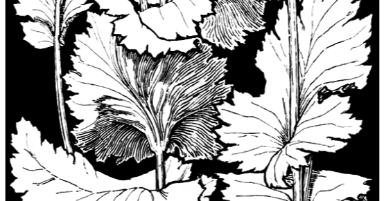 Crayon Palace: Opium Poppy to Color