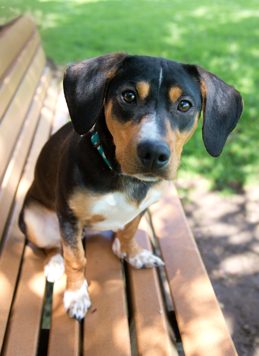 Shelter Dogs of Portland: "GENO" handsome Doxie/Beagle mix