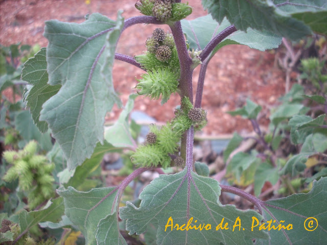 Flora silvestre de Miguel Esteban : PLANTAS QUE EMPIEZAN POR C