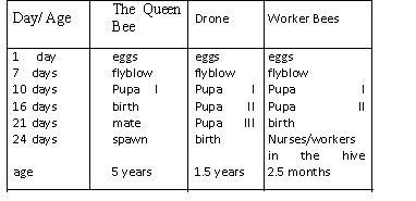 BEE APIS Indica | ALL INFORMATION