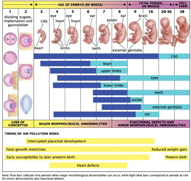 Pregnancy Fetal Growth Chart - NY MomStyle
