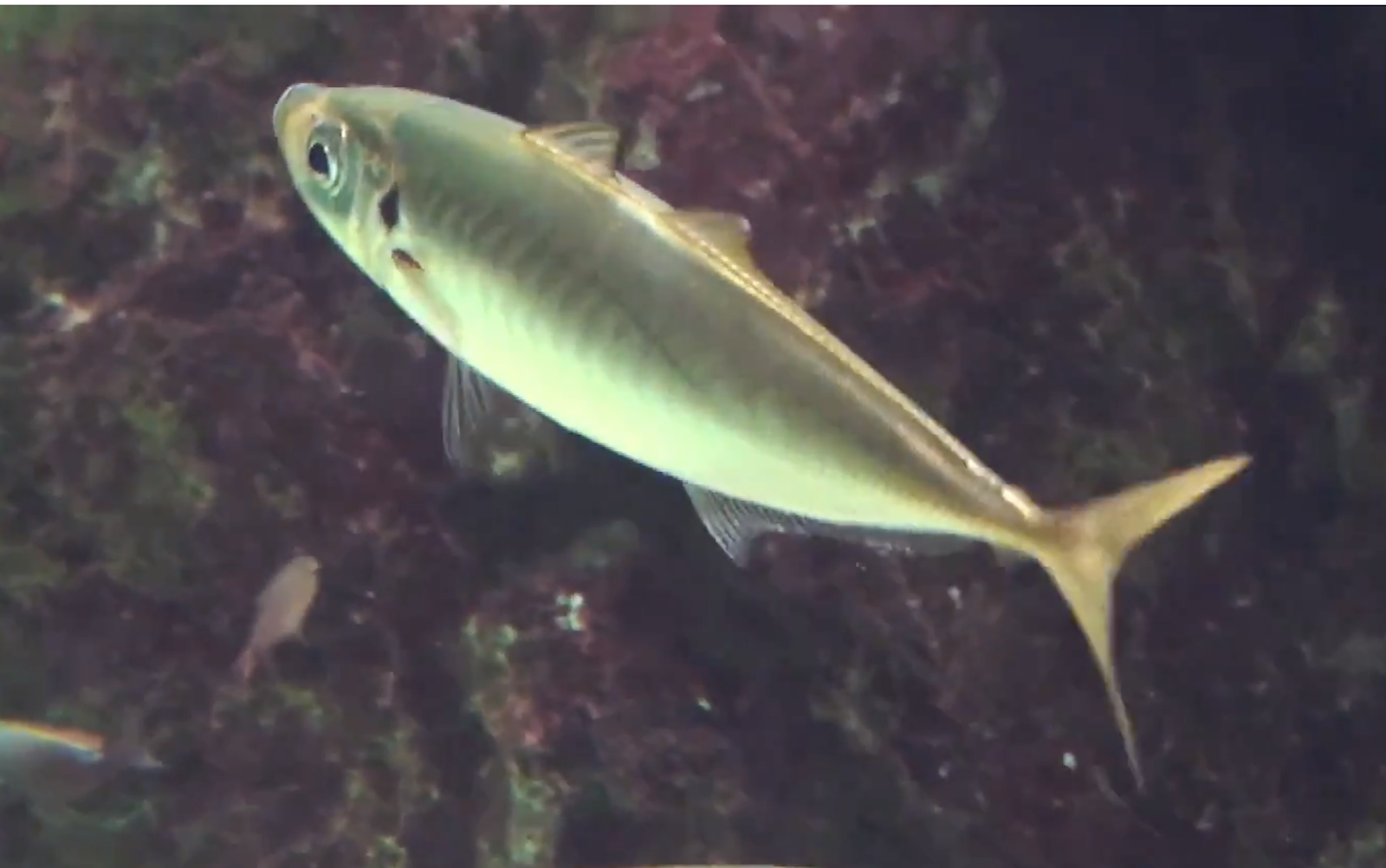 Aquarium Movies (Japan) archive 生きている魚図鑑: マルアジ Japanese scad Decapterus ...