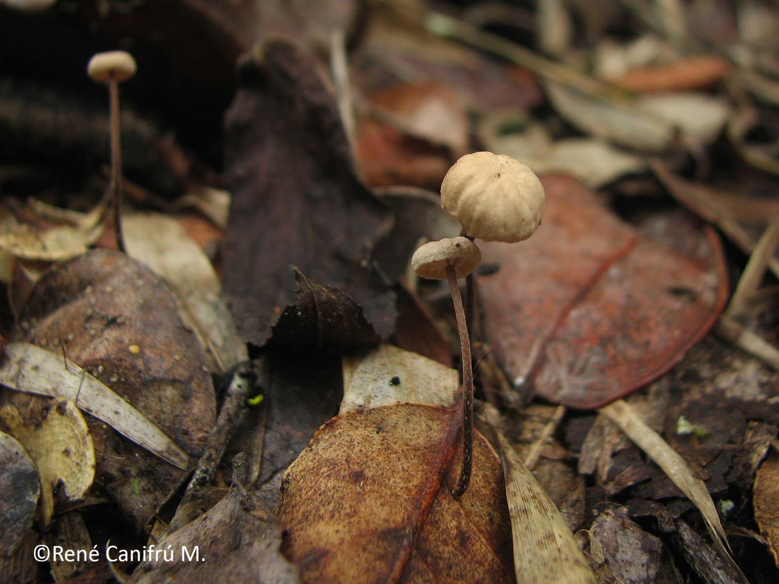 Hongos: Marasmius sp