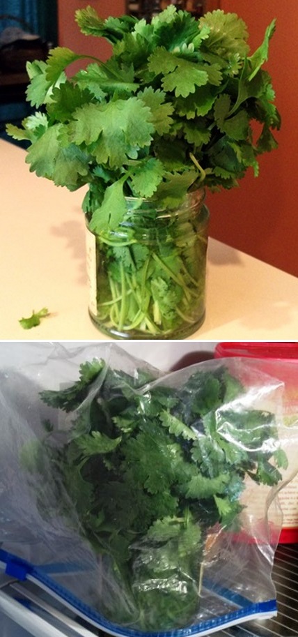 How to store fresh cilantro