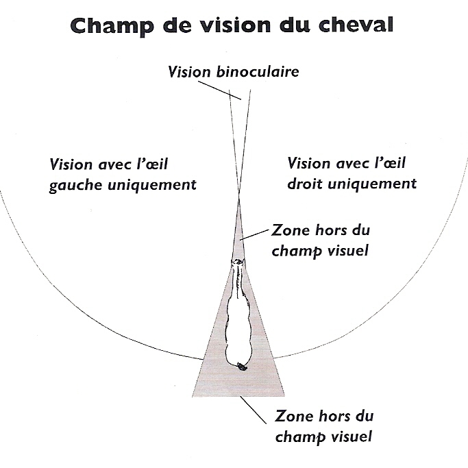 Cheval évasion: La vue chez le cheval