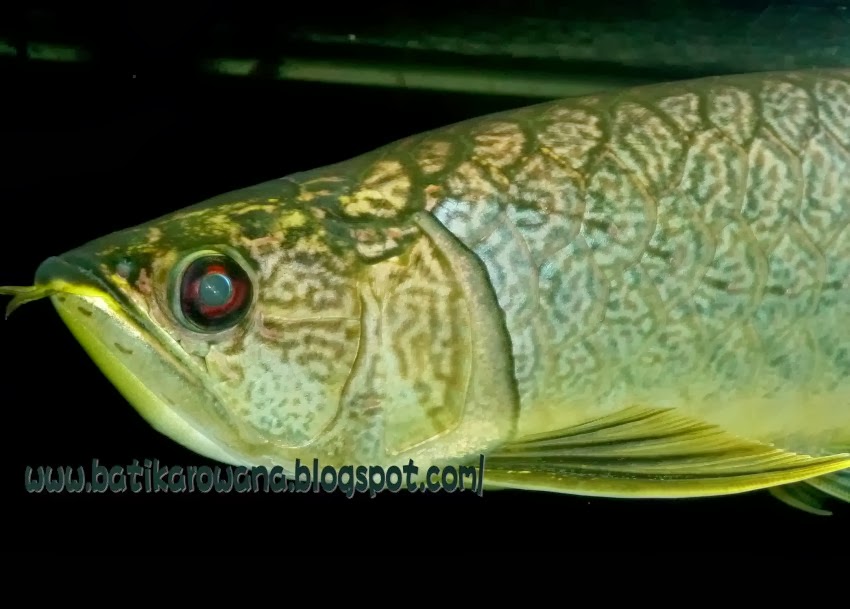 Batik Arowana 图 腾 金 龙: 36cm Batik Arowana in Xian Long Aquatic Shah Alam