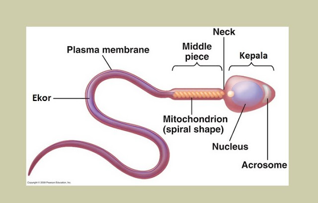 Sperma : Pengertian, Struktur, Fungsi, Proses Terbentuk - Jegeristik