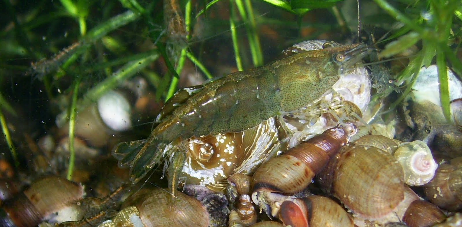 stormidae: grayberry blueberry shrimp (Neocaridina sp.)