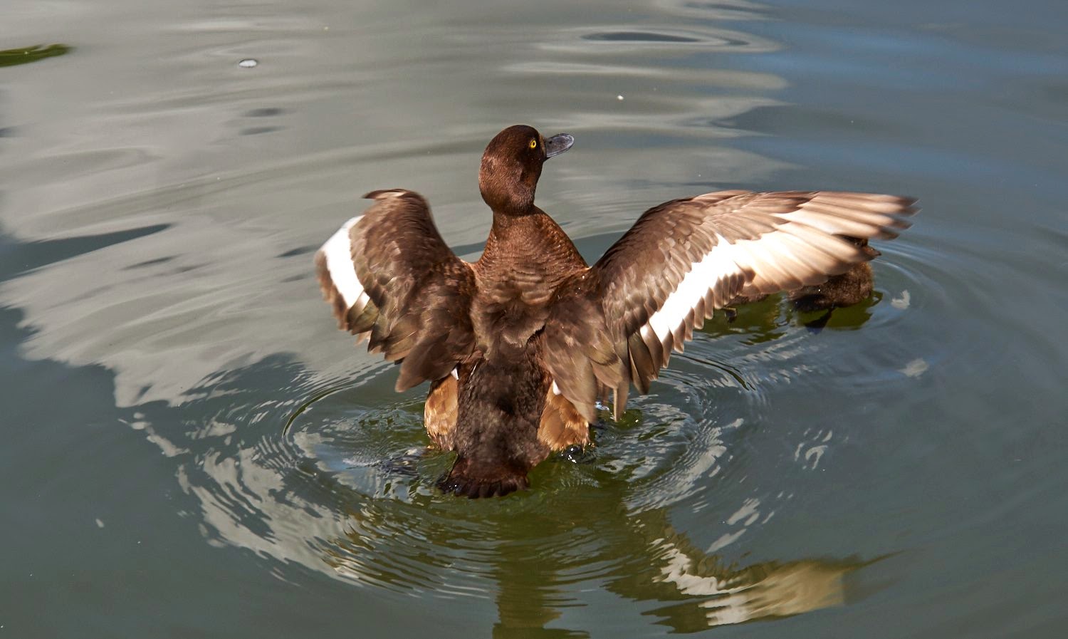 Thames Nature Notes: Ducklings and baby tufted ducks