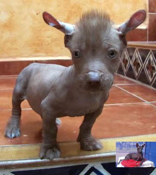 Arriba 99+ Foto Perro Sin Pelo Del Perú Raza El último