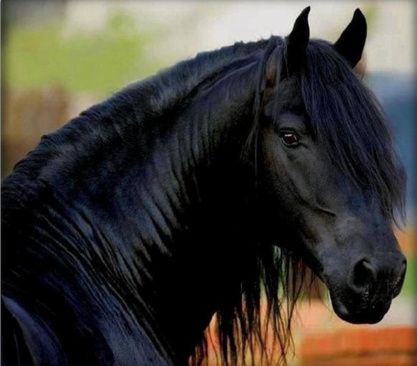 Cheval arabe: Beauteful Horse Arabic