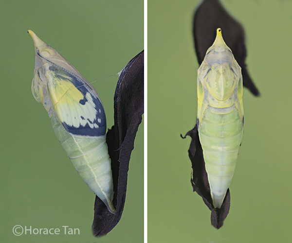 Butterflies of Singapore: Life History of the Lemon Emigrant