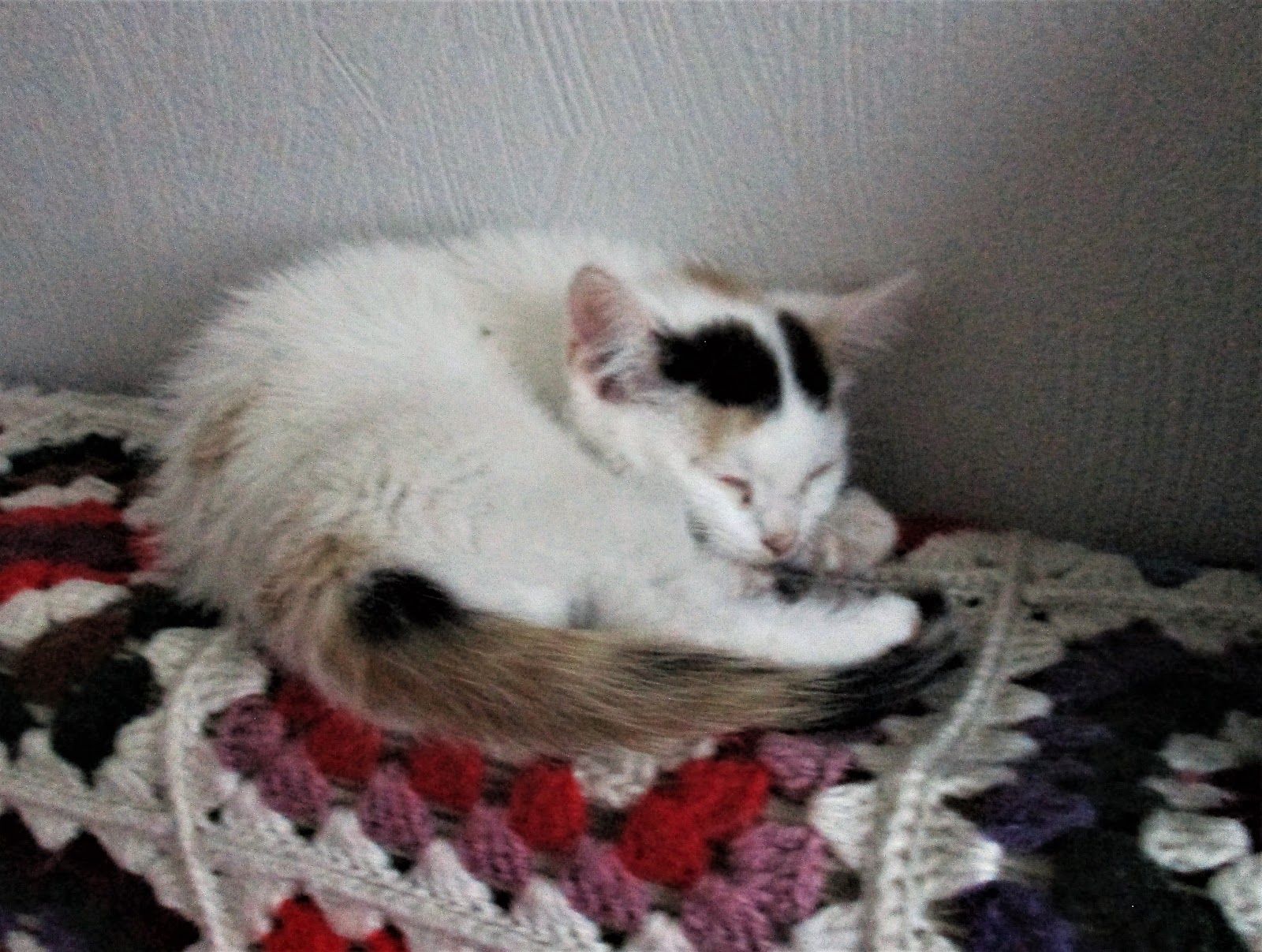 Suden silmukat: Ahududu Abudabo Aladobi