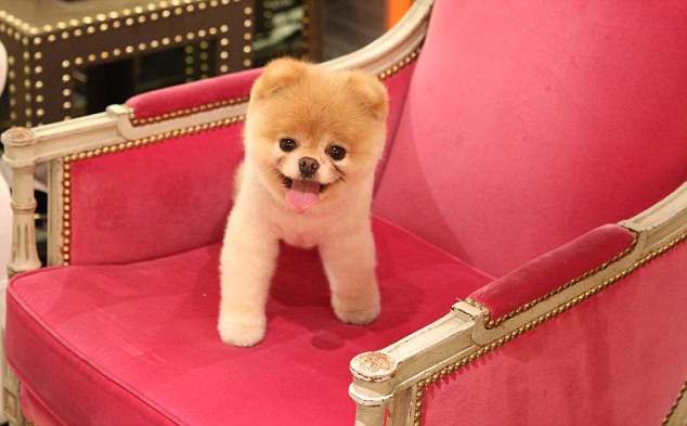 dailypetfwd: An audience with Boo: The Mail meets the world's cutest ...