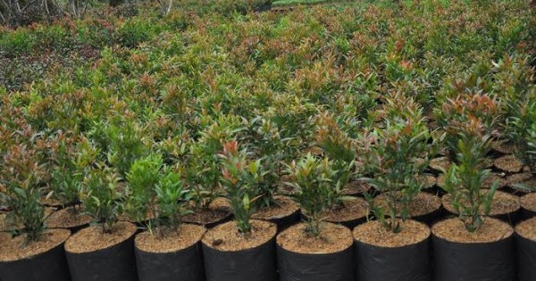 Cara Budidaya Pucuk Merah Yang Mudah | Tips Merawat Tanaman Ok