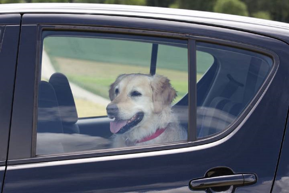 Summer Safety Tips For Dogs in Cars - Doglopedix