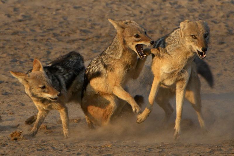 El ojo del buitre: Chacal (Canis)