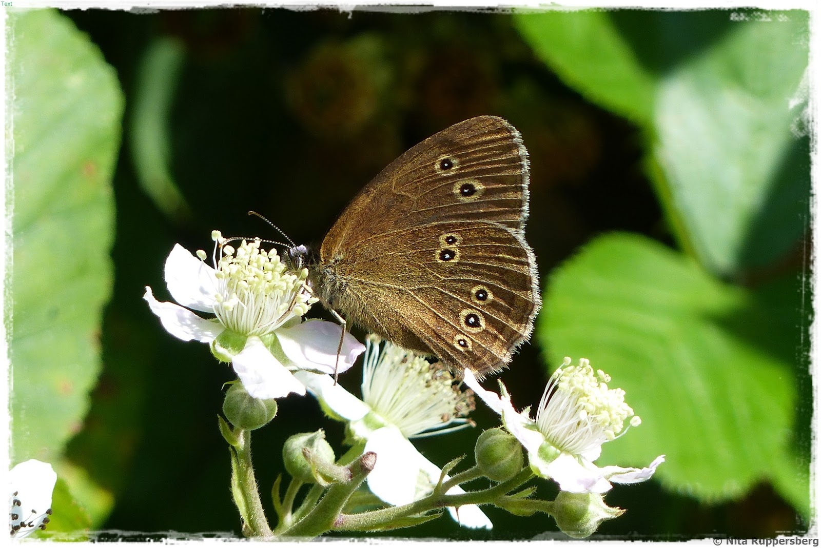 Kaalvoet in Engeland: Skone Skoenlappers