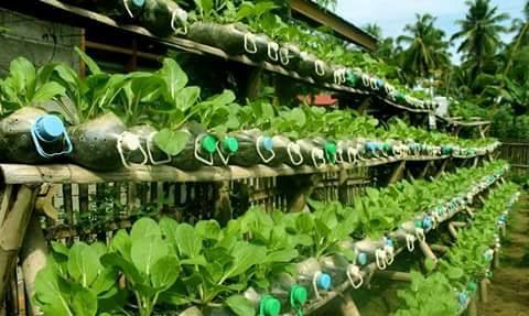 Berbagai macam media tanam