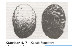 Peninggalan Kebudayaan pada Masa Praaksara - Our Akuntansi