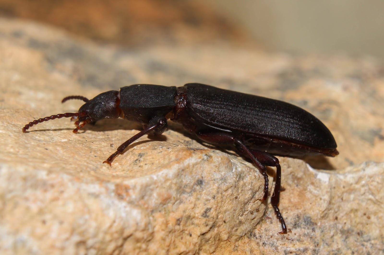 Biodiversity of Cyprus by NGO Protection of the Natural Heritage and ...