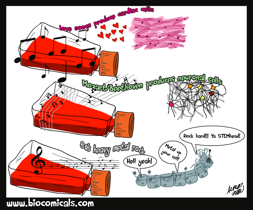 Biocomicals: When the stem cells differentiate most efficiently?