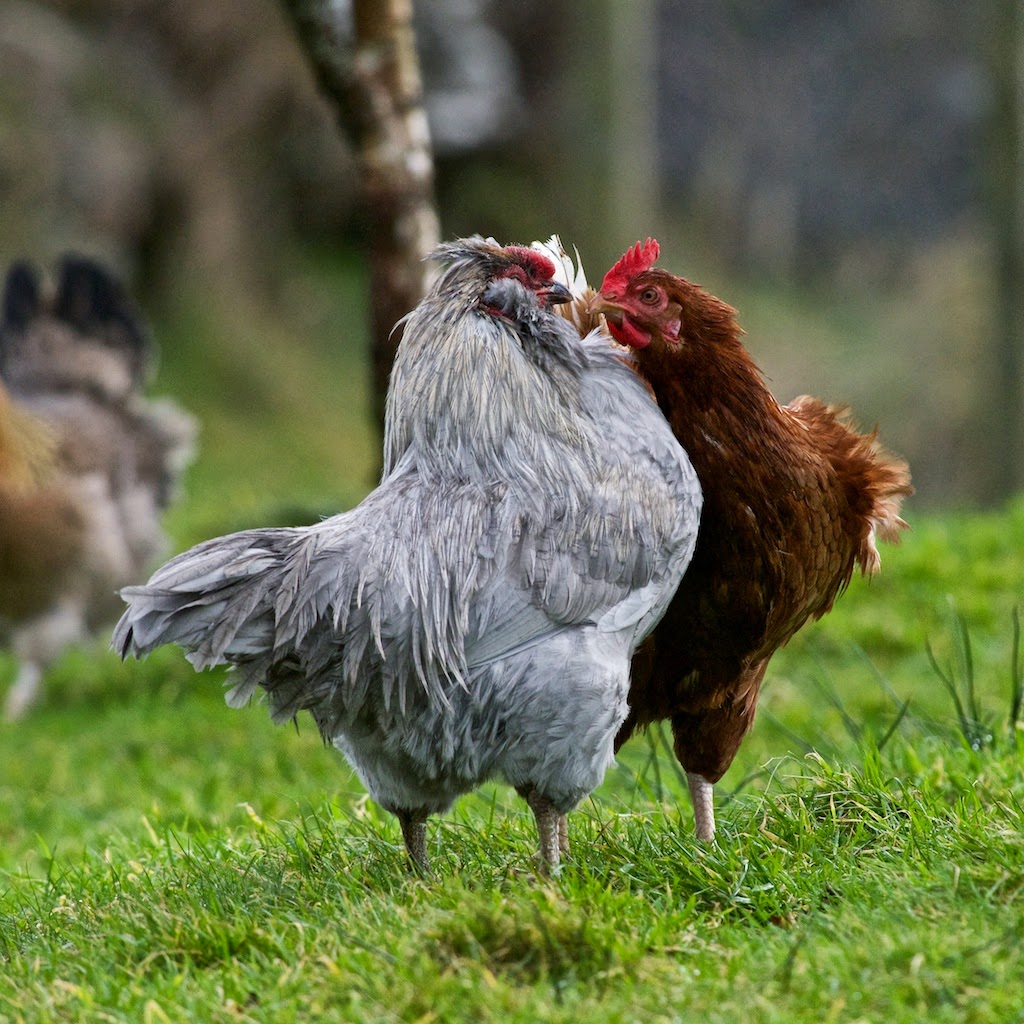 Treshnish Farm: The definition of 'hen-pecked'