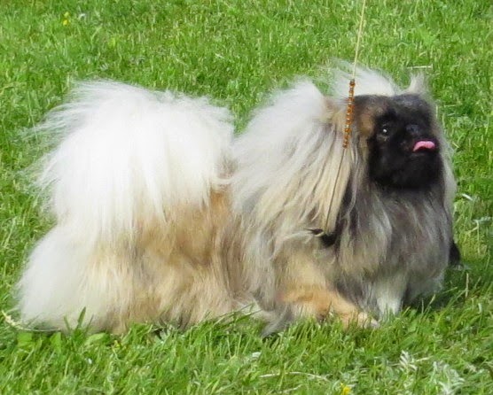 Everything about your Pekingese - Luv My Dogs