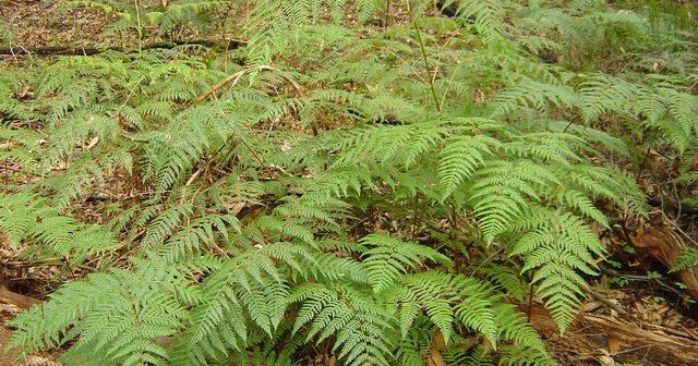 Australian Survival and Preppers..: What You Need To Know About Eating ...