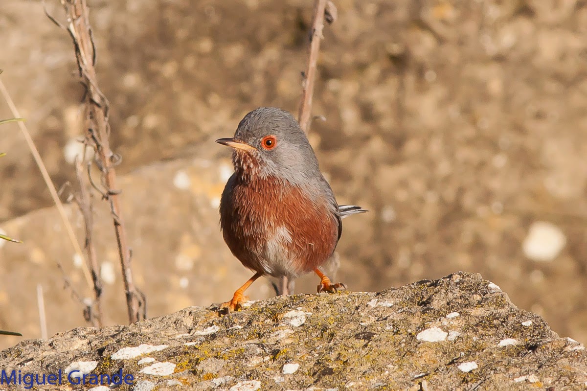 AVES DEL CIELO - BIRDS OF HEAVEN: Sylvia undata,Curruca rabilarga ...