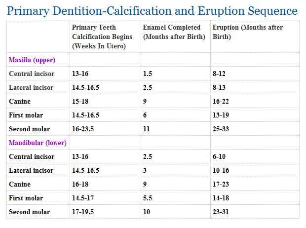 Tooth Eruption Charts
