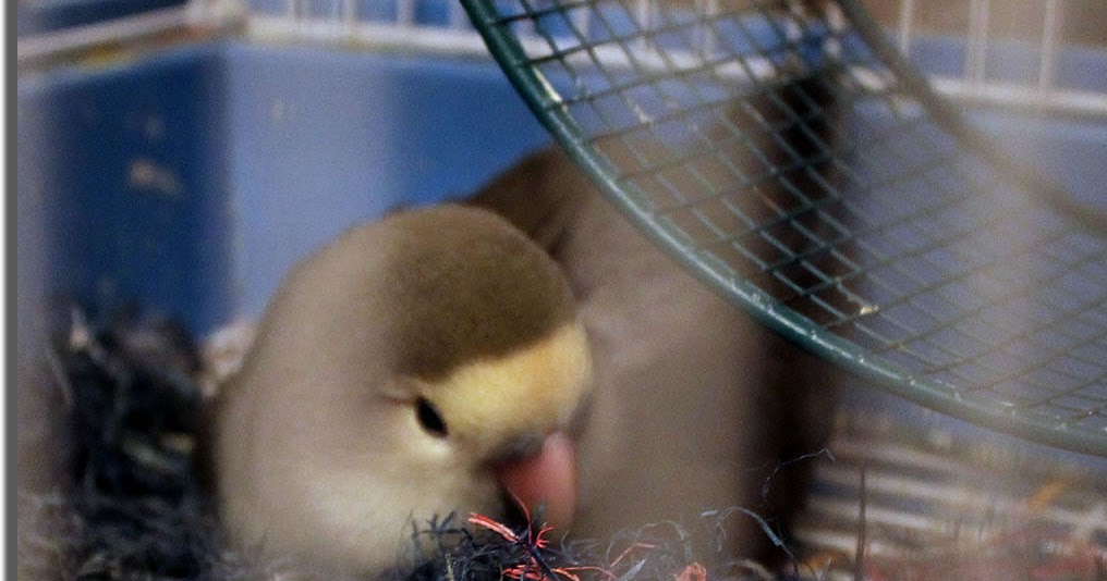 Id Rather Be Blogging: Meeka