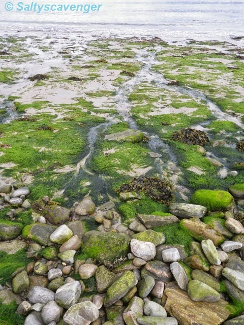 Rock Pooling: Examples of features of littoral rock habitats: