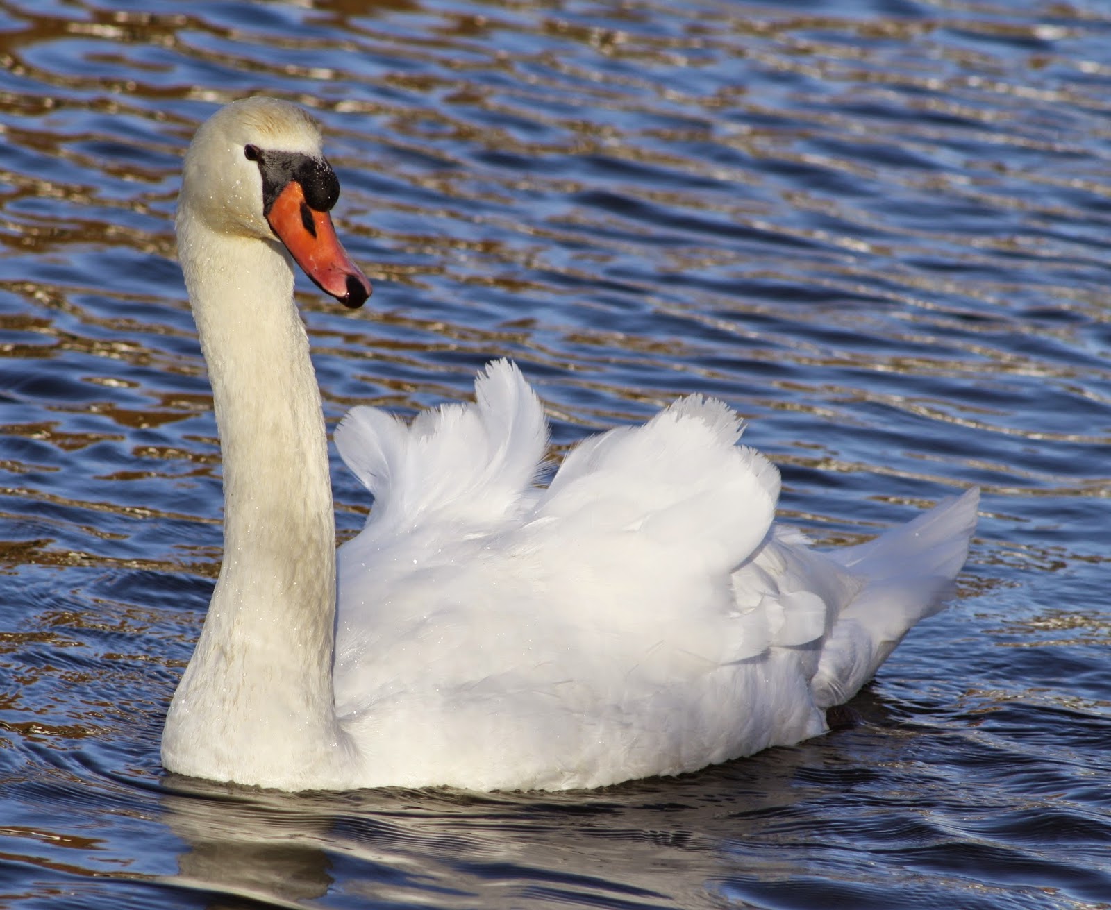 Imagens da vida animal: Cisne-branco (Cygnus olor)