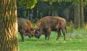 Destinos de ensueño: Parque Nacional de Bialowieza: el último refugio ...