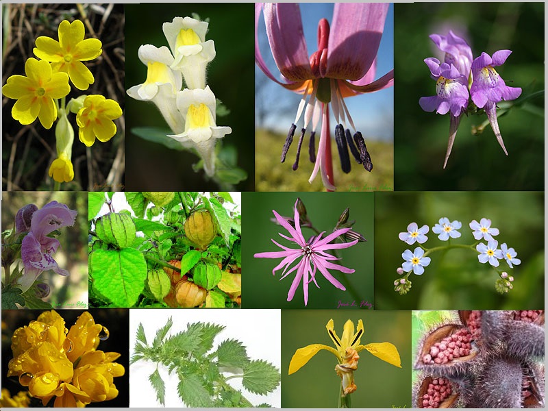 REVISIONES DE FARMACIA: PLANTAS MEDICINALES EN EL PERU