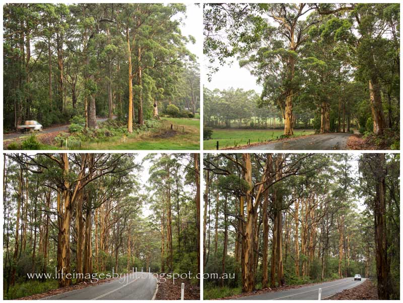 Life Images by Jill: Denmark, Western Australia - Where the forest ...