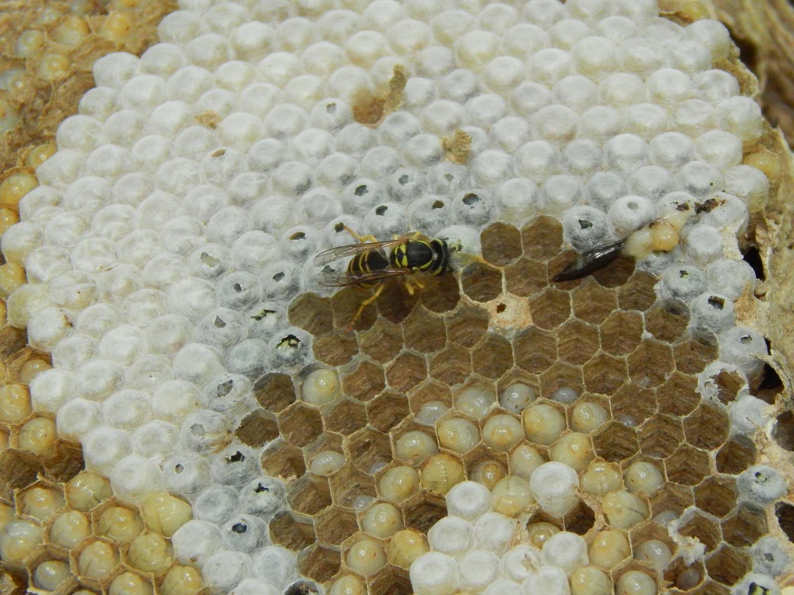Capital Naturalist by Alonso Abugattas: Yellowjackets