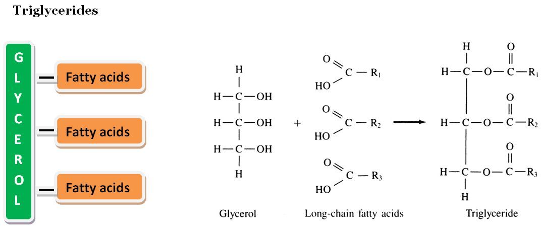 Fat Protein Carb's: Macronutrients