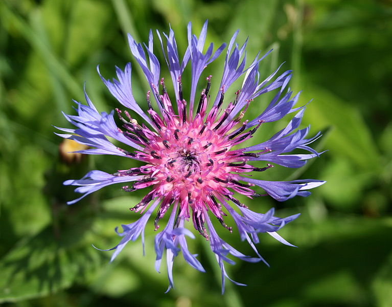 Botanical Accuracy: Common mistake: Centaurea vs. Centaurium, both centaury