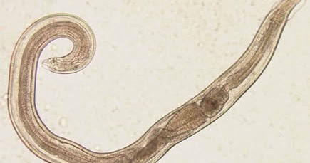 Variety of Life: Oxyuridomorpha